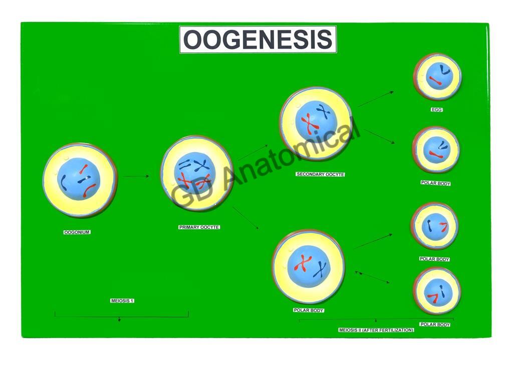 OOGENESIS – GD Anatomicals