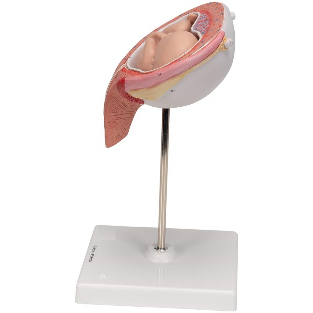 Fetus Model, 7th Month