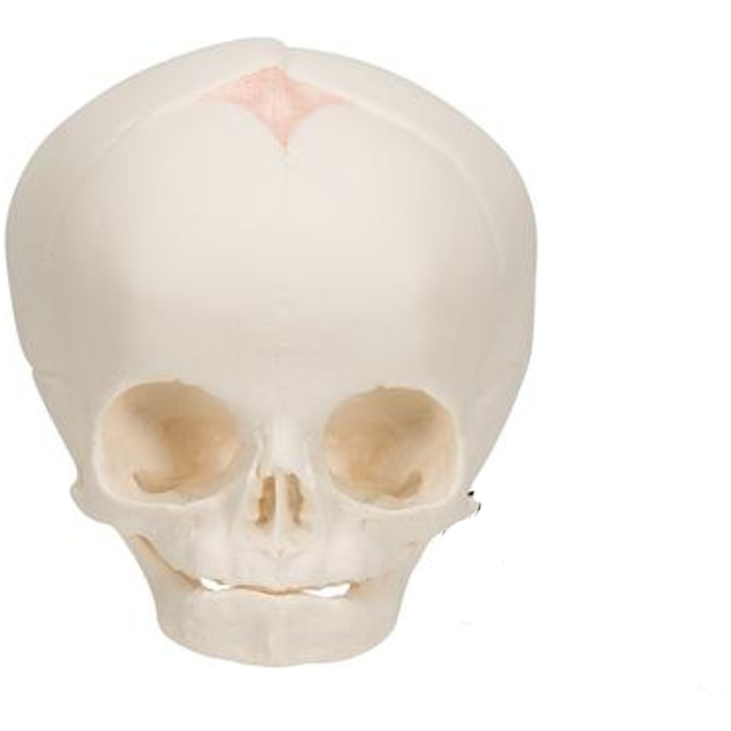 3-Part Miniature Human Skull Anatomy Model