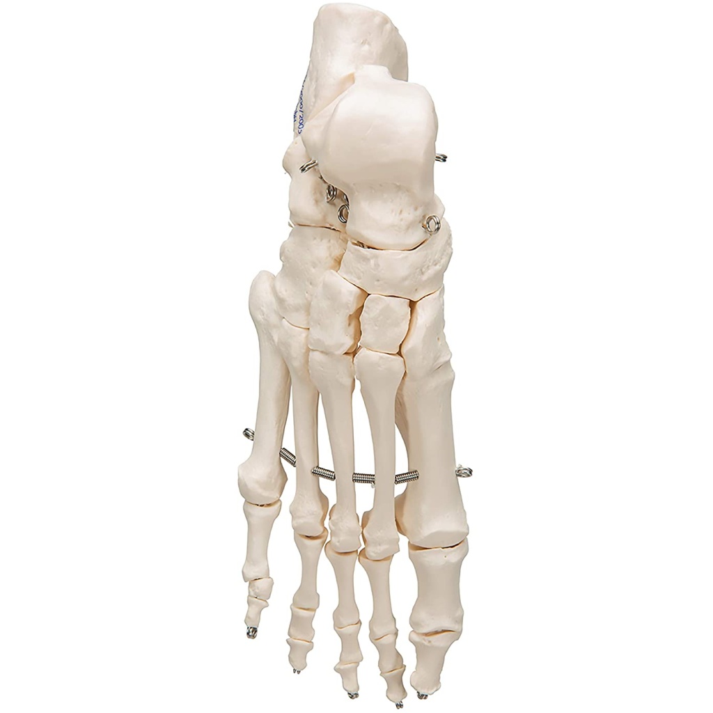 Human Foot Skeleton, Wire Mounted Human Foot Skeleton, Wire Mounted