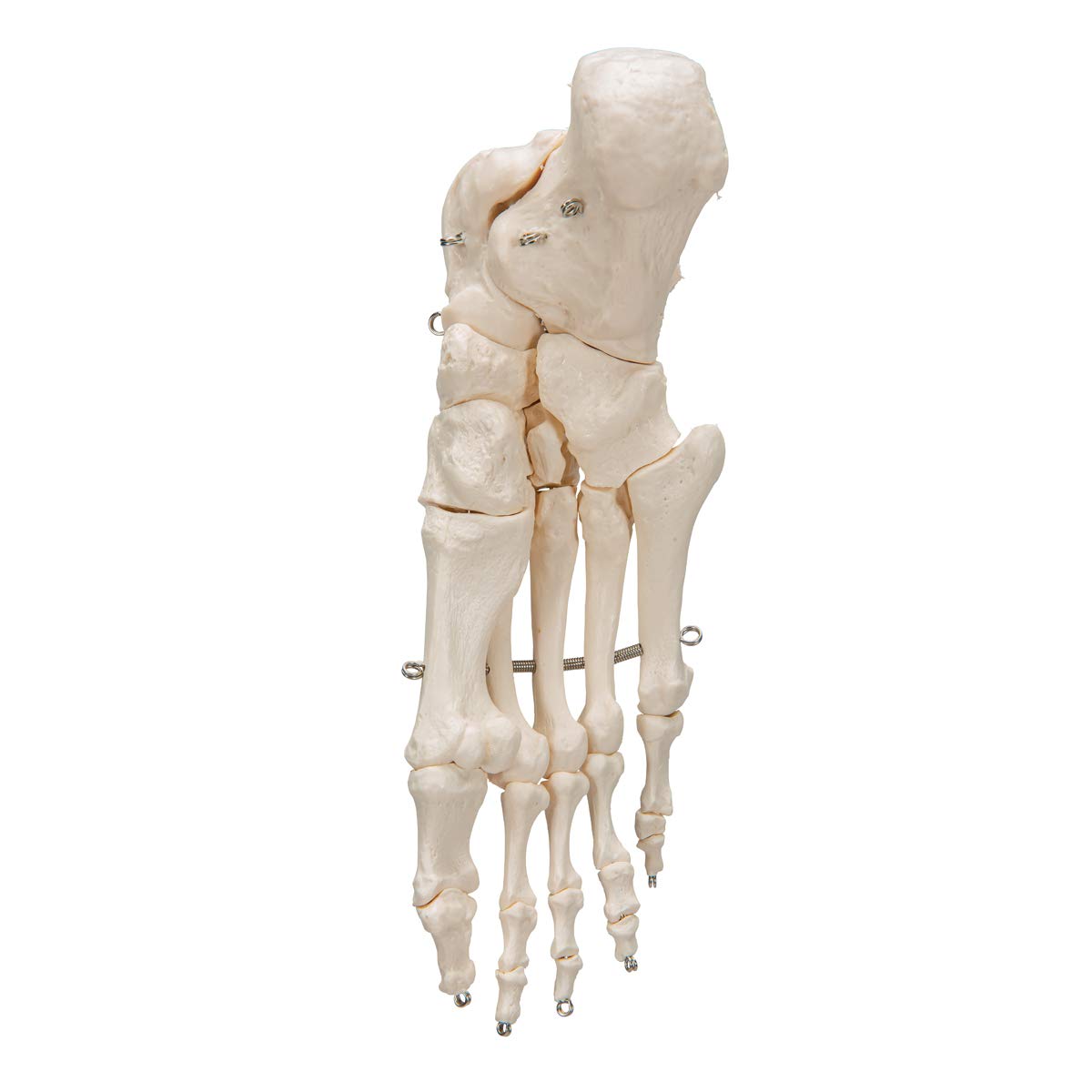 Human Foot Skeleton, Wire Mounted Human Foot Skeleton, Wire Mounted
