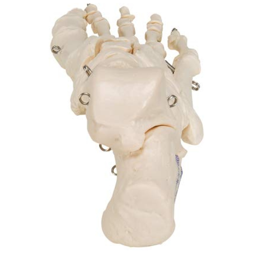 Human Foot Skeleton, Wire Mounted Human Foot Skeleton, Wire Mounted