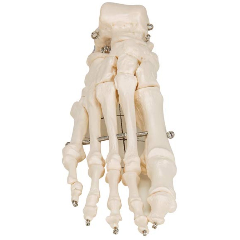 Human Foot Skeleton, Wire Mounted Human Foot Skeleton, Wire Mounted