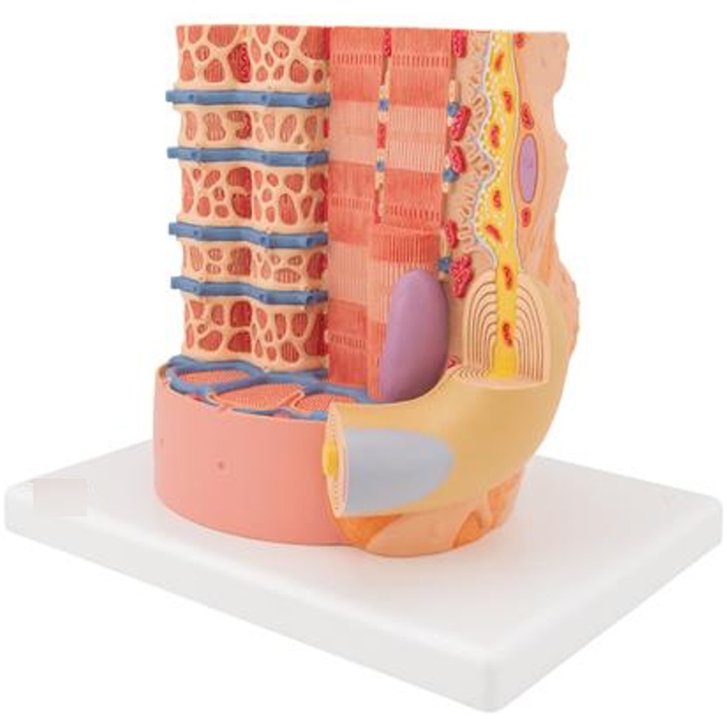 Human Muscle Micro Anatomy Model