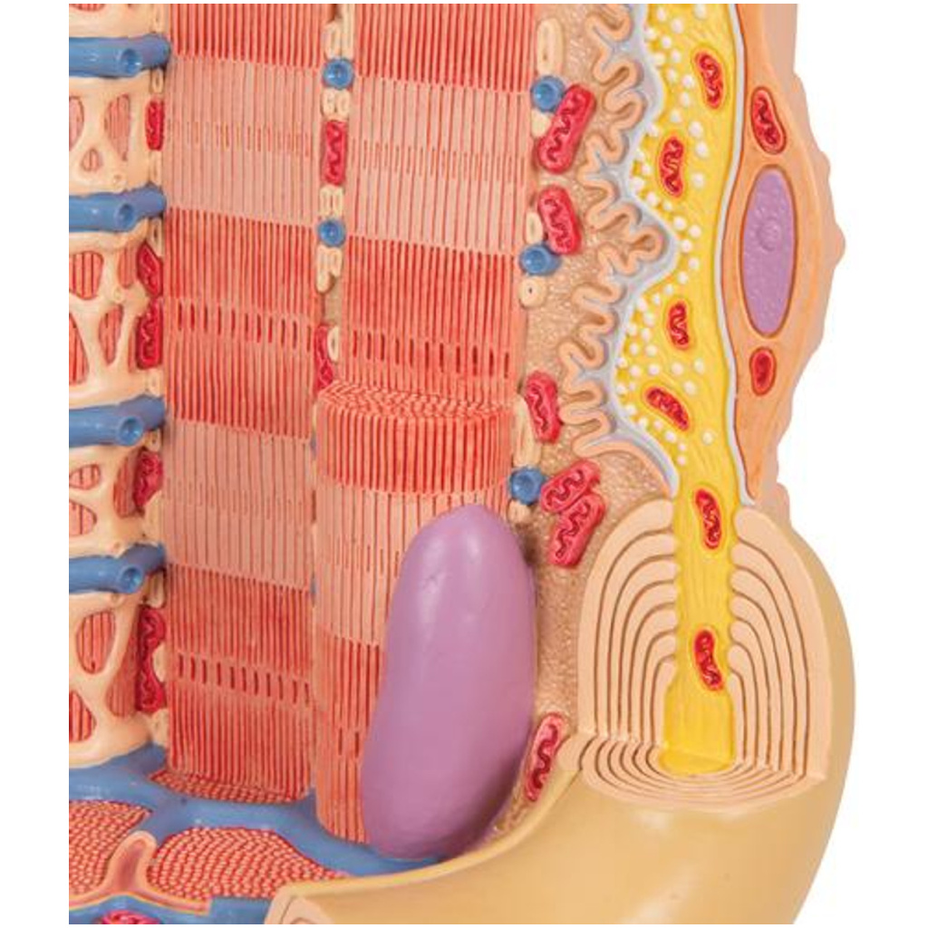 Human Muscle Micro Anatomy Model