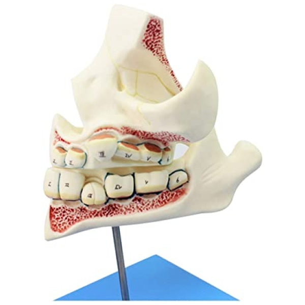Development of a Set of Teeth Model – GD Anatomicals