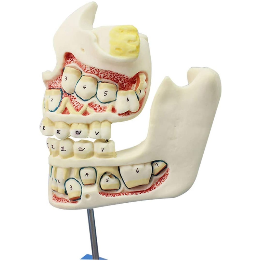 Development of a Set of Teeth Model – GD Anatomicals
