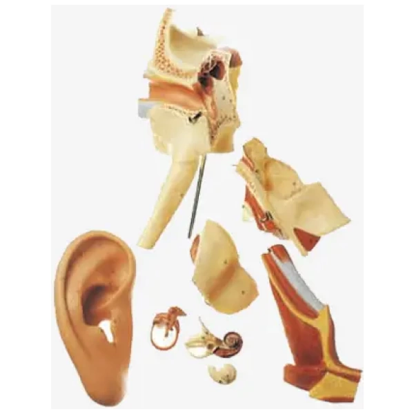 Ear With Pinna