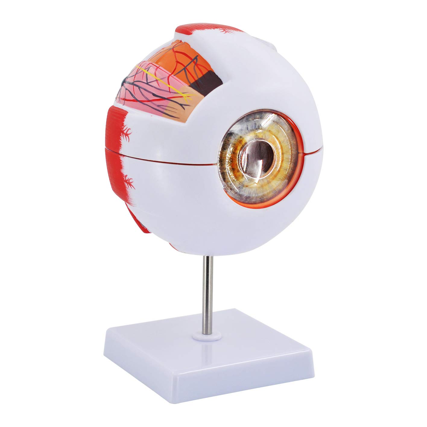 Human Eye Model, 5 times Full-Size, 6 part – GD Anatomicals