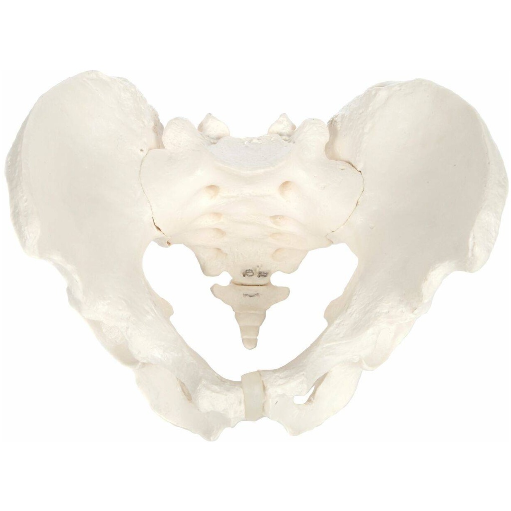Life Size Male Pelvis Skeleton Anatomy Model – GD Anatomicals